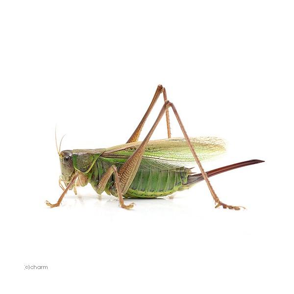 PF_SPQ　_insect　ハネナガキリギリス　鳴き虫　Ｇａｍｐｓｏｃｌｅｉｓ　ｕｓｓｕｒｉｅｎｓｉｓ　insect_database　直翅目　バッタ　鳴く虫　20130829　MS　restock　kongetsunyukainsect