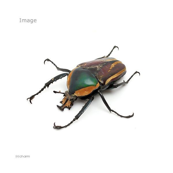 PF_SPQ　_insect　カブト・クワガタ・用品　カブトムシ・クワガタ　外国産カブト（幼虫）　ハナムグリ　ブンブン　20150912　ＧＩ　カナブン　シロヘリミドリツノカナブン　ツノカナブン　fesninnovbpdXinsect