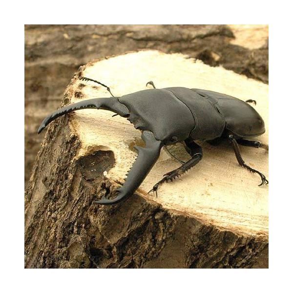 PF_SPQ　昆虫　クワガタ　外国産ヒラタクワガタ　外国産クワガタ　パラワンオオヒラタクワガタ　Dorcus　titanus　palawanicus