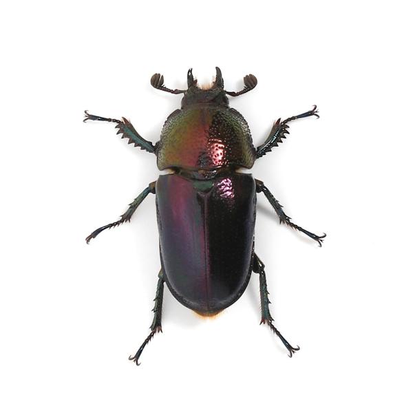 クワガタ　_insect　▲クワガタ　色虫　カブト・クワガタ・用品　カブトムシ・クワガタ　外国産クワガタ　成虫　▲クワガタ色虫　20100608　MK　▲パプアキンイロクワガタ　昆虫　msgos78　Ｂ品　kaijyo　Lamprima