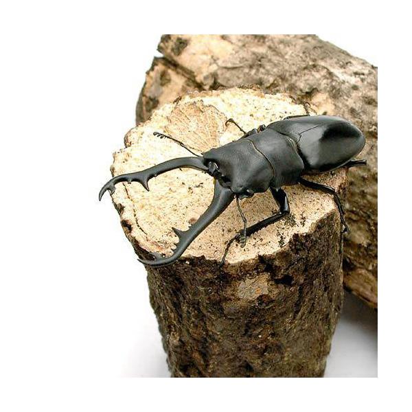 PF_SPQ　クワガタ　nesia_insect　▲クワガタ　外国産ノコギリクワガタ　カブト・クワガタ・用品　カブトムシ・クワガタ　外国産クワガタ　成虫　▲ギラファノコギリクワガタ“ジャワ産”　ＷＤ　gwsandan昆虫　tjghq50　ギ...