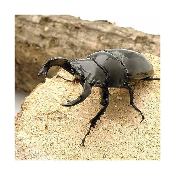 PF_SPQ　昆虫　販売　飼育　飼い方　生体　クワガタ　メソトプス　外国産　タランドス　Ｍｅｓｏｔｏｐｕｓ　ｔａｒａｎｄｕｓ　タランドゥスオオツヤクワガタ　restock