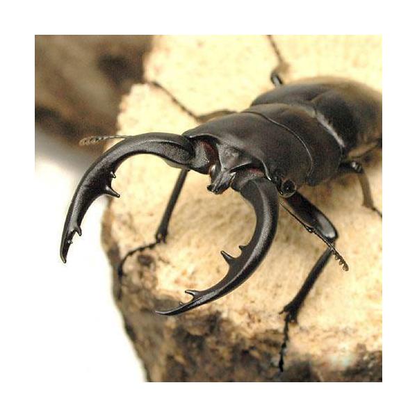 PF_SPQ　_insect　昆虫　クワガタ　ノコギリクワガタ　離島産　国産ノコギリクワガタ　アマミノコギリクワガタ　Prosopocoilus　dissimilis　restock　kongetsunyukainsect