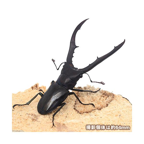 PF_SPQ　nesia_insect　▲クワガタ　キクロマトス　カブト・クワガタ・用品　カブトムシ・クワガタ　外国産クワガタ（成虫）　time040419　キクロ kaijyo　y26m07 restock kongetsunyukain...