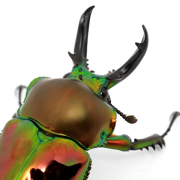 PF_SPQ　クワガタ　ニジイロクワガタ　▲クワガタ　色虫　外国産クワガタ　成虫　▲クワガタ色虫　▲ニジイロクワガタ“クィーンズランド産”　昆虫生体　Phalacrognathus　muelleri