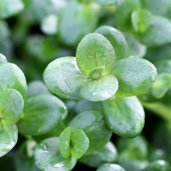 PF_SPQ　熱帯魚　_wp　_aqua　Bacopa　水草　後景草　赤い　all_plants　水草赤い　水上葉_バコパ　wp_kywrd　wptop3_190807　アラグアイアパープルバコパ　Baoopa　sp.　ゴマノハグサ科　Sc...