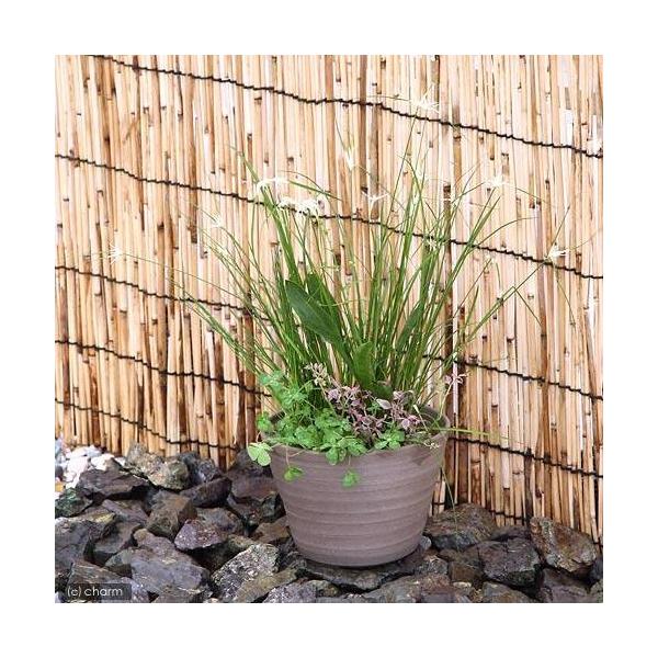 スイレン　睡蓮　栽培　育て方　ガーデニング　園芸用品　睡蓮鉢　姫睡蓮鉢　ビオトープ　私の小さなビオトープ　凛関連　睡蓮　姫睡蓮　sai_mini　焼締　水鉢（３０ｃｍ未満）　陶製　himesuirenhati　sai_yakisime　水辺...