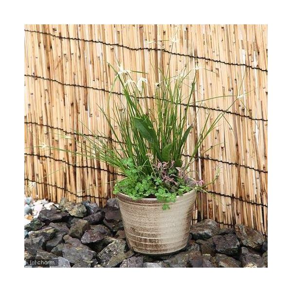 スイレン　睡蓮　栽培　育て方　ガーデニング　園芸用品　睡蓮鉢　姫睡蓮鉢　ビオトープ　私の小さなビオトープ　凛関連　睡蓮　姫睡蓮　sai_mini　古信楽　水鉢（３０ｃｍ未満）　陶製　sai_shigaraki　水辺植物　水生植物　睡蓮鉢フル...