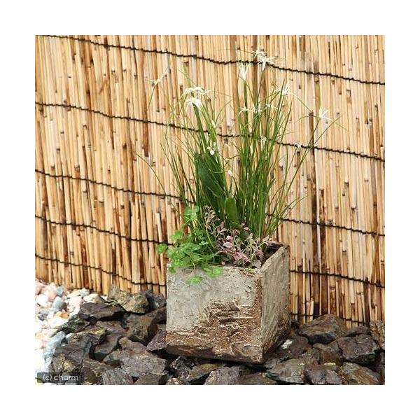 スイレン　睡蓮　栽培　育て方　ガーデニング　園芸用品　睡蓮鉢　姫睡蓮鉢　ビオトープ　凛関連　睡蓮　姫睡蓮　sai_mini　古信楽　姫睡蓮鉢_角　水辺植物　水生植物　睡蓮鉢フルセット　スイレンと鉢のセット　スイレン（温帯性）　set_bio...