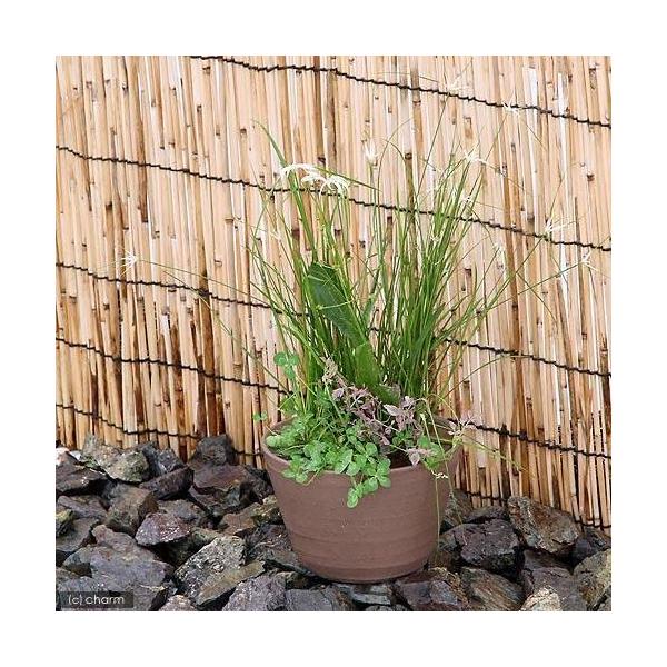 スイレン　睡蓮　栽培　育て方　ガーデニング　園芸用品　睡蓮鉢　姫睡蓮鉢　ビオトープ　私の小さなビオトープ　凛関連　睡蓮　姫睡蓮　sai_mini　楽赤　sai_rakuaka　赤楽　楽赤土　陶製　himesuirenhati　sai_yak...