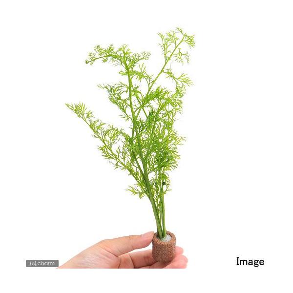 熱帯魚　_aqua　有茎　ハ行　水草　後景草　ギザギザ　ベトナム産スプライトはこちら　all_plants　life_malti_wp　lifemultiseries　sprite0615　Ceratopteridaceae013　opa2...