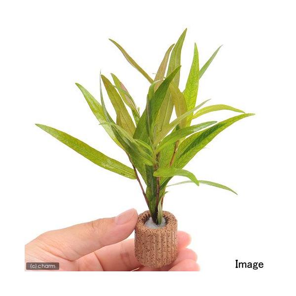 熱帯魚　_aqua　Polygonum　水草　後景草　赤い　水草赤い　ポリゴナムsp.ピンクはこちら　水上葉_ポリゴナム　ライフマルチ　all_plants　ife_malti_wp　ifemultiseries　point5wplants...