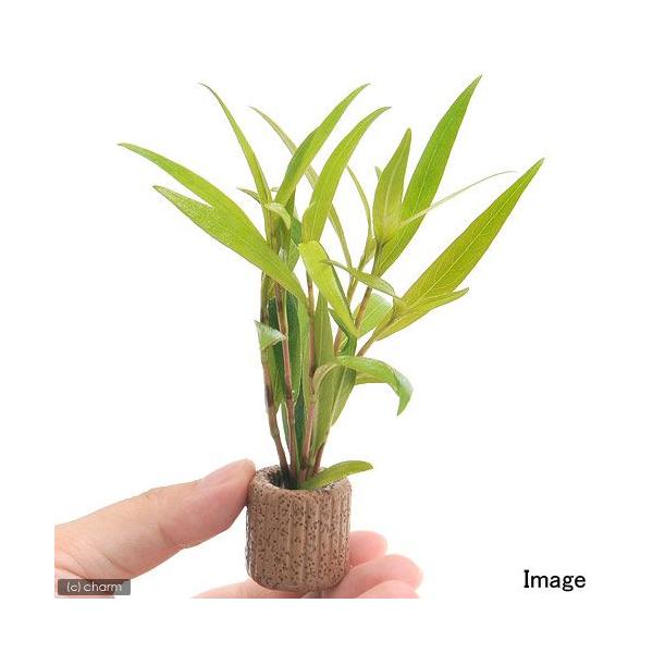 熱帯魚　_aqua　Polygonum　水草　後景草　赤い　水草赤い　ポリゴナムsp.レッドはこちら　水上葉_ポリゴナム　ライフマルチ　all_plants　life_malti_wp　lifemultiseries　point5wplan...