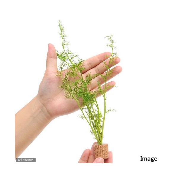 熱帯魚　_aqua　有茎　ハ行　水草　後景草　ギザギザ　ライフマルチ　ファインリーフ　ラオススプライト　水上葉　all_plants　life_malti_wp　lifemultiseries　sprite0615　Ceratopterid...