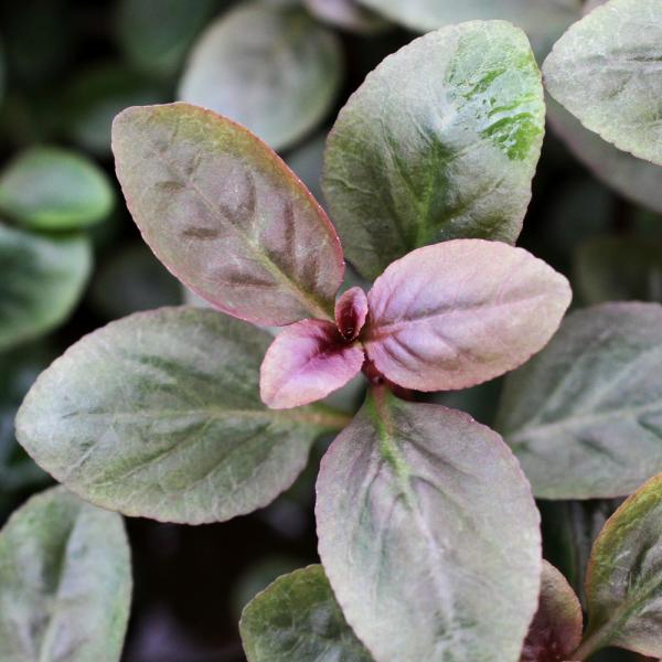 PF_SPQ　熱帯魚　_aqua　前景草200802　水草　前景草　横に広がる　all_plants　水上葉_前景草　wp_kywrd　ロベリアカーディナリス　bnr_topznki　wptop1_1905082wptop2003252wp...