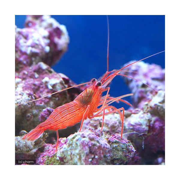 _aqua　◎　kaisui73　海水　海水生体　エビ・カニ他　m_shrimp　カーリー対策　ta2011　tcmcmc　ペパーミントシュリンプ　m_cleanfish　Ｌｙｓｍａｔａ　ｗｕｒｄｅｍａｎｎｉ　l_wurdemanni021...