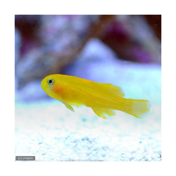 ◎　kaisui73　m_goby　海水　海水生体　海水魚　ma_cofesta2011　ma_xmsd1d1101　kaijyo