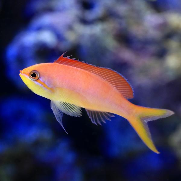 ◎　海水魚　ハナダイ　ハナゴイ　アンティアス　フェアリーバスレット　アカネハナゴイ　海水　海水生体　damse_pdanthy1012　sri01_fish16　kaisui_top_hanadai　vndawas　ディスパー　treavb...