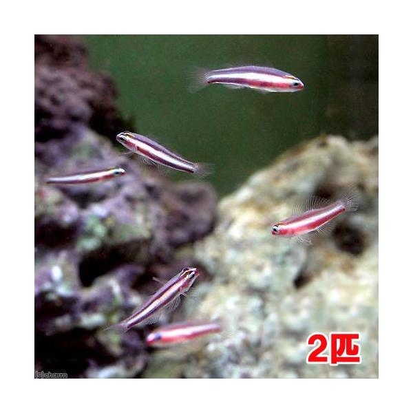 ◎　_aqua　m_goby　海水　海水生体　海水魚ｓ2　オヨギイソハゼ　ハゼ　ゴビー　群泳　サンゴ水槽　Ｅｖｉｏｔａ　ｂｉｆａｓｃｉａｔａ　Eviotabifasciata　bifasciata11　sea_cret_pd0411　bnr...