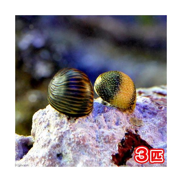 ◎　kaisui73　_aqua　海水　海水生体　貝　海洋性カノコガイ　無脊椎ＩＤ　bnrshakasa0530　Ｃｌｉｔｈｏｎ　ｆａｂａ　コケの掃除　ngwordCHK_OK　kisitop5_191009　y22m01