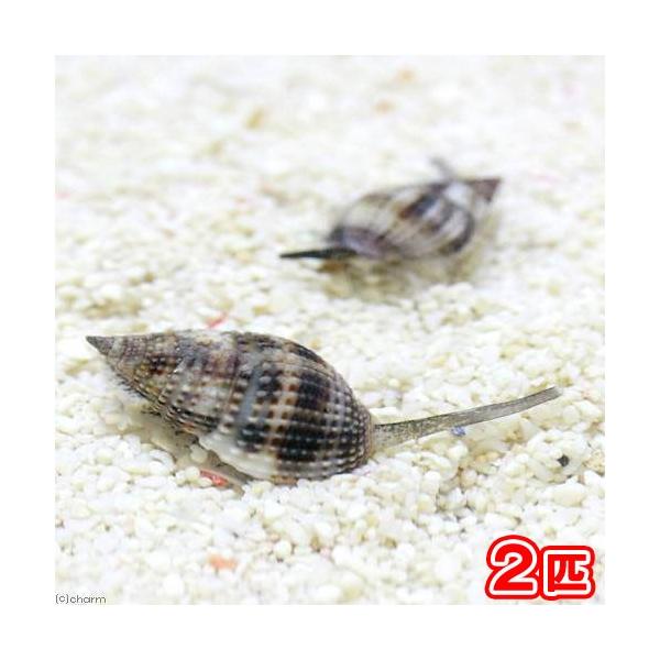 ◎　kaisui73　_aqua　海水　海水生体　貝　リュウキュウムシロガイ　sand_diver_ma　底砂とその他の掃除　5kisitop191120　y22m01