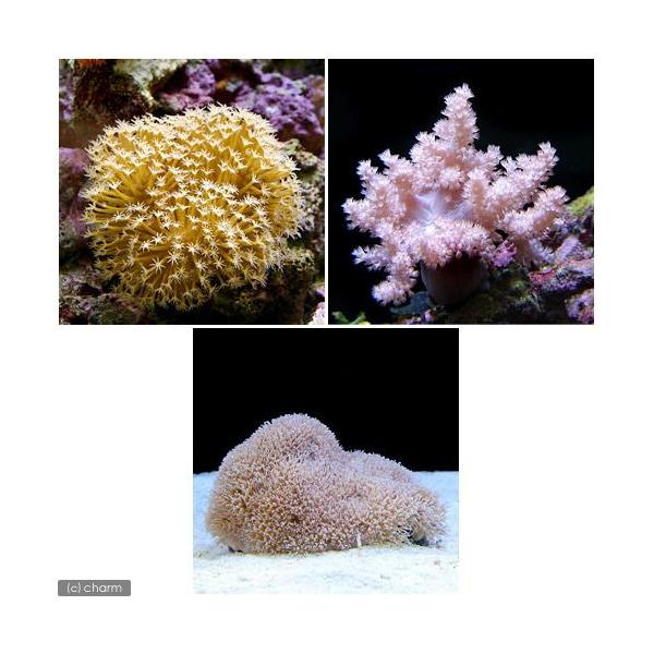 _aqua　sfset　◎　kaisui75　b_coral　海水　サンゴ　ソフトコーラル　m_softcoral　ムラサキハナヅタ　ma_osusume　ma_coralfesta　飼育しやすいサンゴ　セット　Ａ　ma_cofesta20...