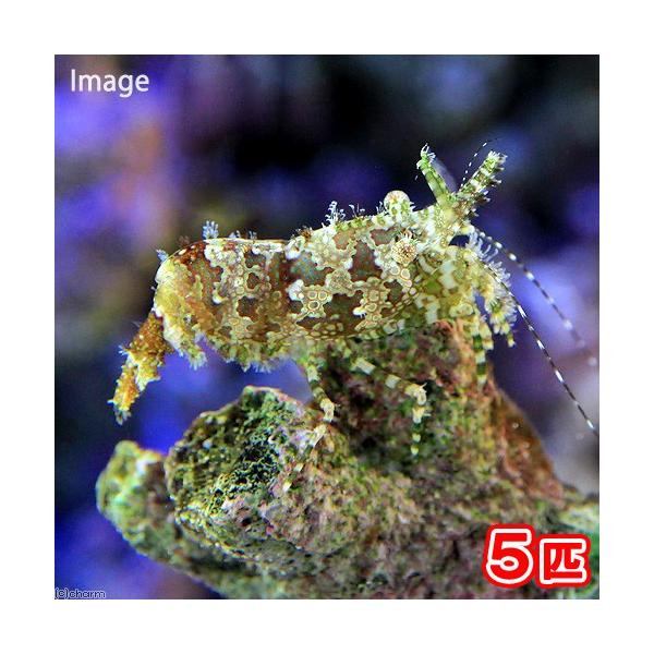 ◎　kaisui73　サロンシュリンプ　海水　海水生体　エビ・カニ他　m_shrimp　sri01_fish16　kessan_marinesp0531　sukanku0425　無脊椎ＩＤ　フシウデサンゴモエビ　smt17_kaisui3k...