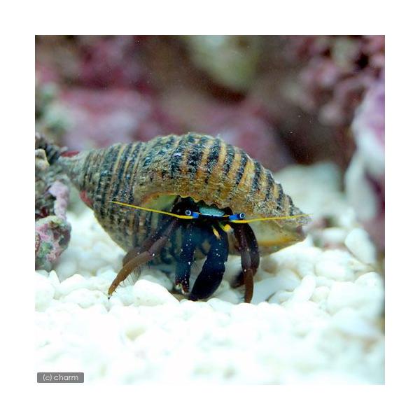 ◎　kaisui73　m_hermit　海水　海水生体　エビ・カニ他　ma_isn27　ma_asdfdsa16　ma_asdfklop　0509category_yadokari　P0h9n_T10sct　yadokari2015sall...