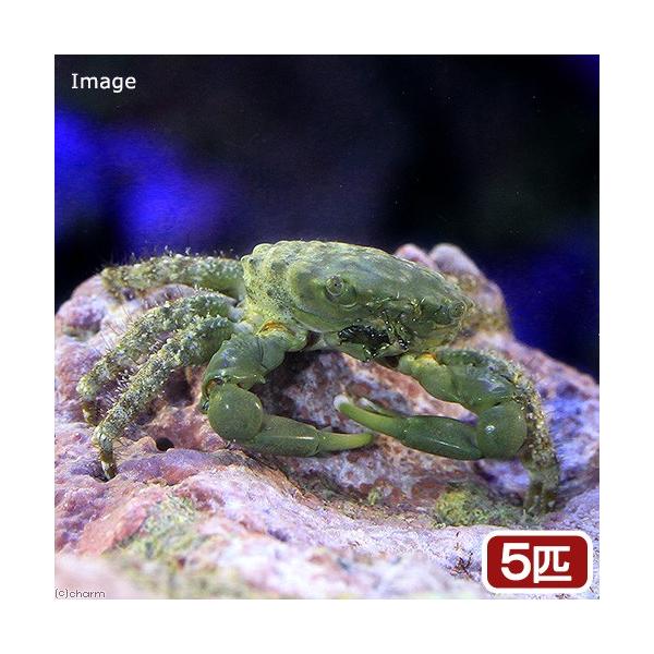 sfset　_aqua　◎　kaisui73　海水　海水生体　エビ・カニ他　m_crab　エメラルドグリーンクラブ　big_sa09ma　FPsNIMNx　sri01_fish16　無脊椎ＩＤ　xmaskaisui2014　エメグリ　海水生...