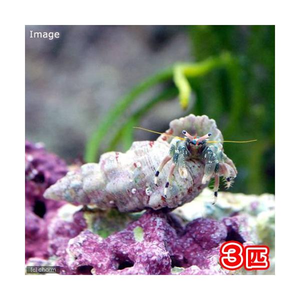 _aqua　◎　kaisui73　m_hermit　海水　海水生体　エビ・カニ他　tcsdjkdjk　ツマジロサンゴヤドカリ　無脊椎ＩＤ　qvJZ_D0Elnu　harmit_pd03054kisitop1911201911272kisit...