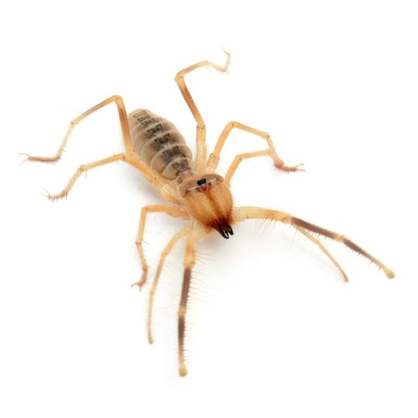 PF_SPQ　昆虫　奇蟲　奇虫　Galeodes　ｓｐ．　ヒヨケムシ　イエロージャイアントヒヨケムシ　イエローヒヨケムシ　restock　kongetsunyukainsect