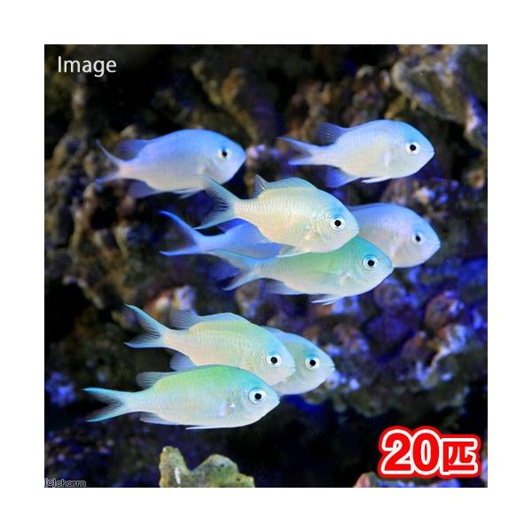 _aqua　◎　kaisui73　海水　海水生体　海水魚　ダムセル　m_damselfish　20100506　ＡＨ　debaviridis141003　海水生体_aqua　kaisui_transparent　seitai2106　sns...