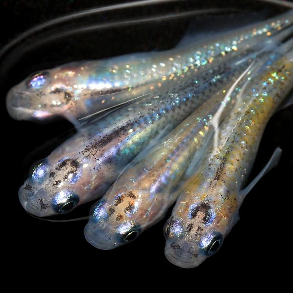 _aqua　Oryzias　latipes　var.　biotope　cool　熱帯魚　エビ他　日本産メダカ　オーロラメダカ　夜桜　高級メダカ　nittan_medaka_miyuki　5匹　kaijyo　pointht10medaka　y...