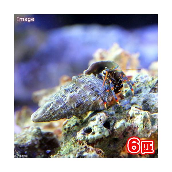 ◎　kaisui73　ヤドカリ　m_hermit　海水　海水生体　エビ・カニ他　20100817　AH　ホワイトブルーレッグハーミットクラブ　yadokari2015sall　2kisitop200129　y10m08