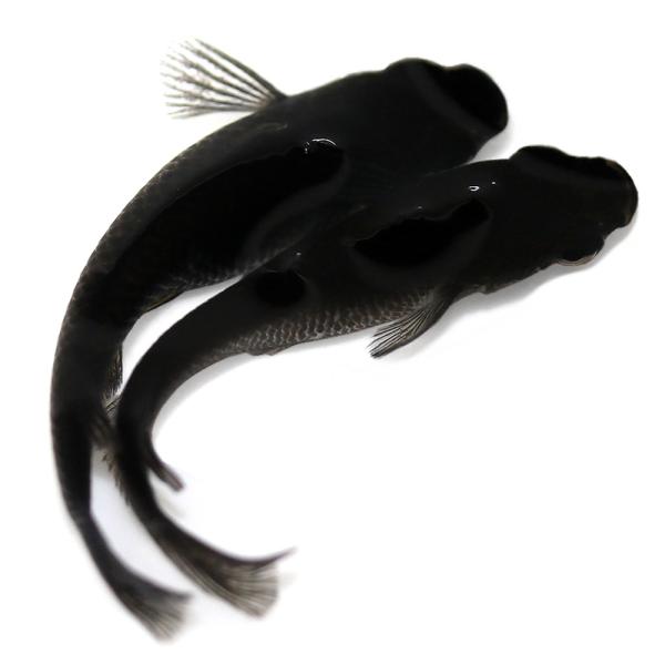 nittan_medaka_kuro　Oryzias　latipes　var.　biotope　熱帯魚　エビ他　黒透明鱗　ブラックスケルトン　大蛇　kaijyo　20211112　y21m11　5匹　pointht10medaka　y23m...