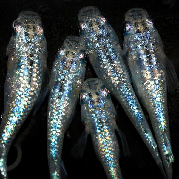 Ｏｒｙｚｉａｓ　ｌａｔｉｐｅｓ　ｖａｒ．　biotope　熱帯魚　エビ他　黒ラメ幹之メダカ　サファイア系　サファイアメダカ　背びれあり　20210817　YK　y21m08　５匹　kaijyo　y23m08　メダカ　メダカ生体　背びれ有り　...
