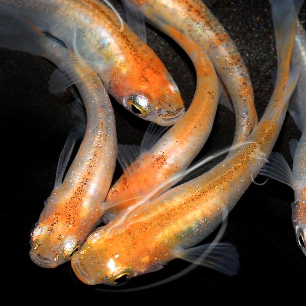 _aqua　nittan_medaka_youkihi　Ｏｒｙｚｉａｓ　ｌａｔｉｐｅｓ　ｖａｒ．　ビオトープにおすすめの生体　熱帯魚　エビ他　日本産メダカ　透明鱗メダカ　スケルトンメダカ　改良品種　三色メダカ　さんしょくめだか　三色錦　錦メ...