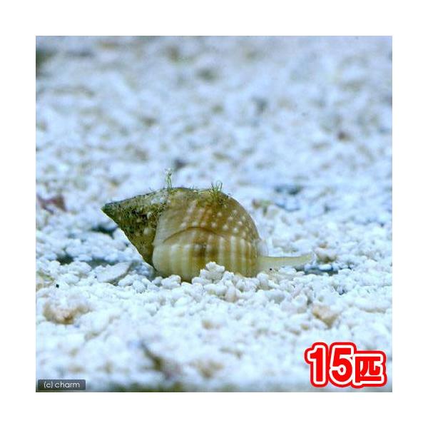 ◎　kaisui73　海水　海水生体　貝　20100823　ＫＵ　アツムシロガイ　sand_diver_ma　コケ・底砂とその他の掃除　5kisitop191127　4kisitop200205　4kisitop200311　y10m08
