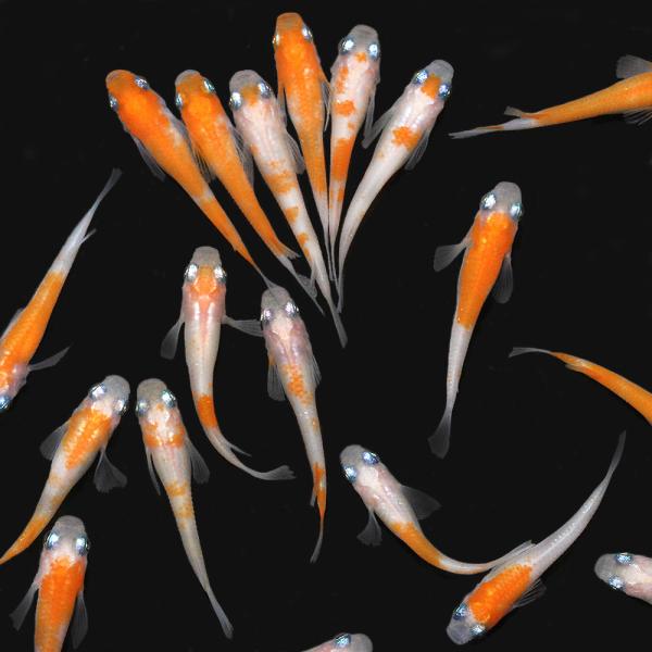 _aqua　nittan_medaka_youkihi　Ｏｒｙｚｉａｓ　ｌａｔｉｐｅｓ　ｖａｒ．　熱帯魚　エビ他　日本産メダカ　非透明鱗メダカ　非透明鱗紅白メダカ　スケルトンメダカ　改良品種　nittan_medaka_panda　非透明鱗...