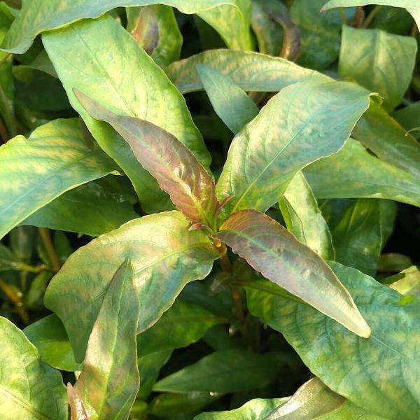 PF_SPQ　熱帯魚　_aqua　セット2008　水草　後景草　大きい　all_plants　wp_kywrd　gobuse90　sodjfh30　asdfg32　gjdfdg78　hjfgjhf99　tchamana　betonam77　...
