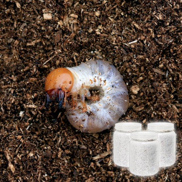 coolcomponent　昆虫用品　飼育用品　ＸＬシリーズ　菌糸ビン　オリジナル飼育セット　菌糸ビン幼虫セット　▲国産オオクワガタ　菌糸ビンＸＬ―ＰＯＴ　ヒラタケ　ookuwa_kinshibin　xlpot_all　xlpot_hira...