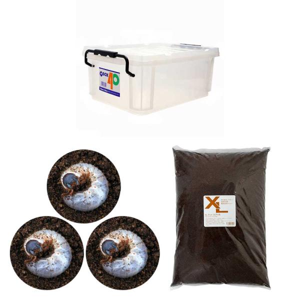 カブトムシ　幼虫　カブト　国産カブト　幼虫飼育　飼育セット　100320uka　startset_insect　startset_kabuto　youchu1030　国カブ幼虫　vlen2015_insect　昆虫生体　kaijyo　y23m10