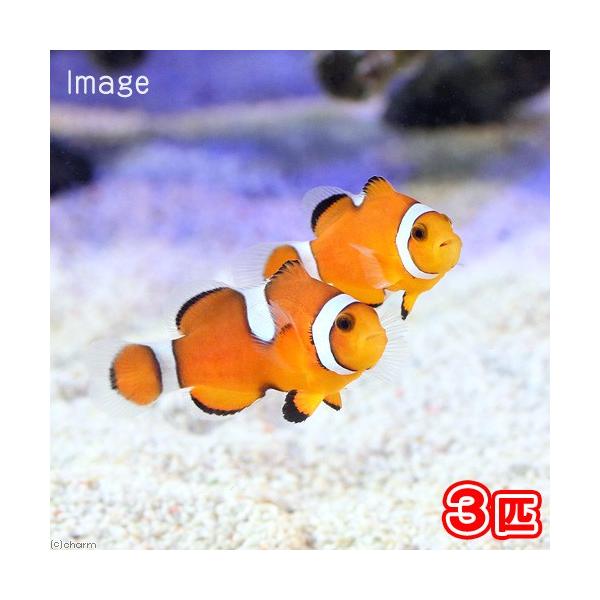 ◎　kaisui73　m_kumanomi　kumanomihajimeteset　海水　海水生体　海水魚　kumanomi　カクレクマノミ　ブリード　クマノミ初心者　20101004　AH　kaijyo　relatekakure　kair...