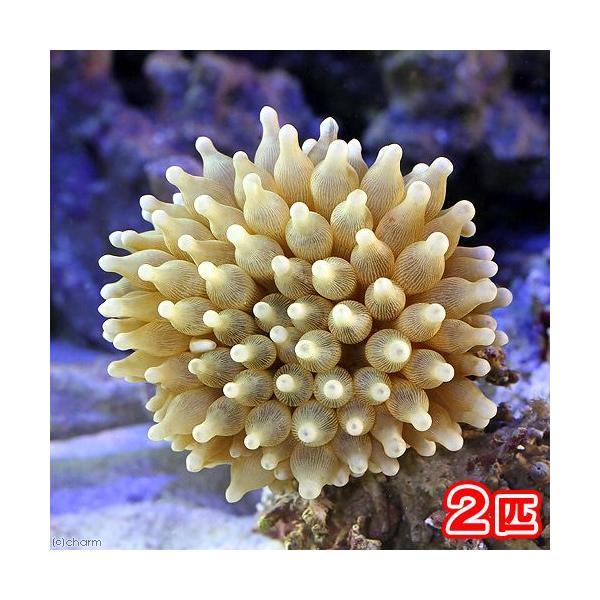 ◎　kaisui75　kumanomi　海水　海水生体　m_anemone　20110729　ＡＨ　wyjnd415海水　big_sa09ma　kessan_marinesp0531　anemone0425　2305ehstcupon　y1...