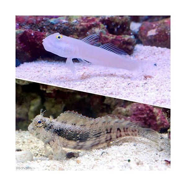 ◎　kaisui73　m_goby　海水　海水生体　海水魚　ミズタマハゼ　ヤエヤマギンポ　クリーナー　20120810　ＭＲＫ　ブレニー　コケ・底砂の掃除　Ｍサイズ　y12m08