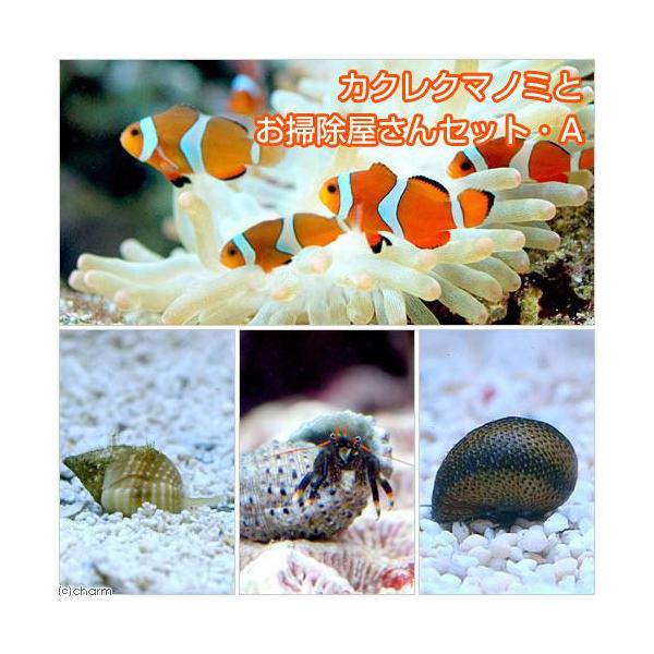 ◎　kaisui73　m_kumanomi　kumanomihajimeteset　海水　海水生体　国産ブリード　海水魚　kumanomi　カクレクマノミ　20120727　ＡＨ　クマノミ初心者　movie_1162847　kaisui07...