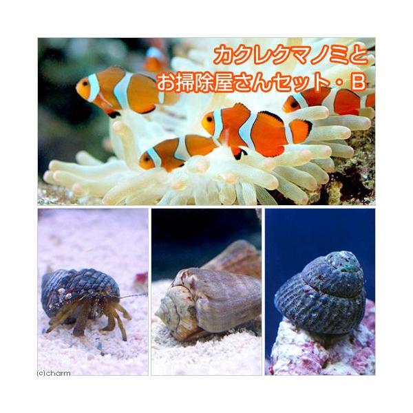 ◎　kaisui73　m_kumanomi　kumanomihajimeteset　海水　国産ブリード　海水生体　海水魚　クリーナーセット　kumanomi　カクレクマノミ　201200823　ＡＨ　クマノミ初心者　movie_116284...