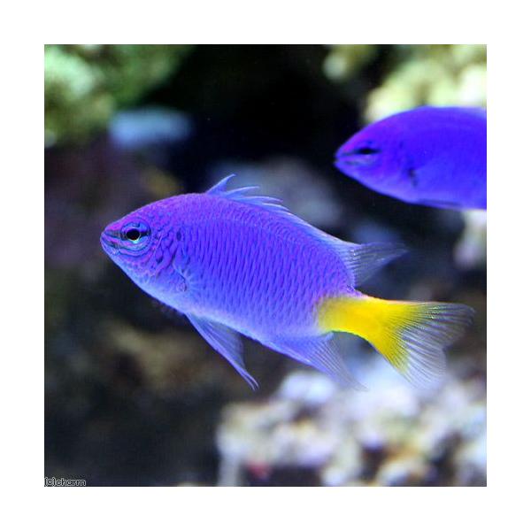 ◎　kaisui73　海水　海水生体　海水魚　スズメダイ　m_damselfish　Wn8ma　ksn1gul1101海水　ksn1gul_szumkai　ksn3mxt1115海水　mx15s_dmsrmr　ndvkwoa　huetioa...