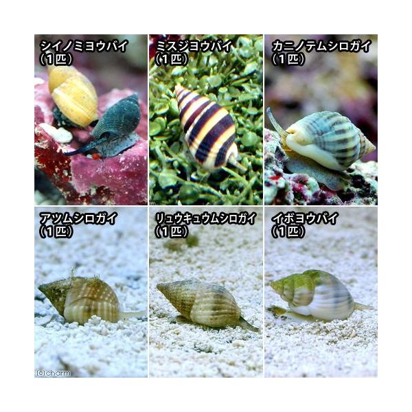 ◎　kaisui73　海水　海水生体　貝　20121022　ＡＨ　440144　cleaner_snailar0305　コケ・底砂の掃除　アツムシロガイ　カニノテムシロガイ　シイノミヨウバイ　ミスジヨウバイ　イボヨウバイ　リュウキュウムシロ...