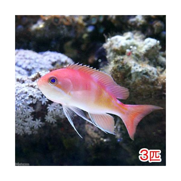 ◎　海水　海水生体　海水魚　m_basslet　ma_beginner　20121027　ＹＨ　kaijyo　1kisitop191218